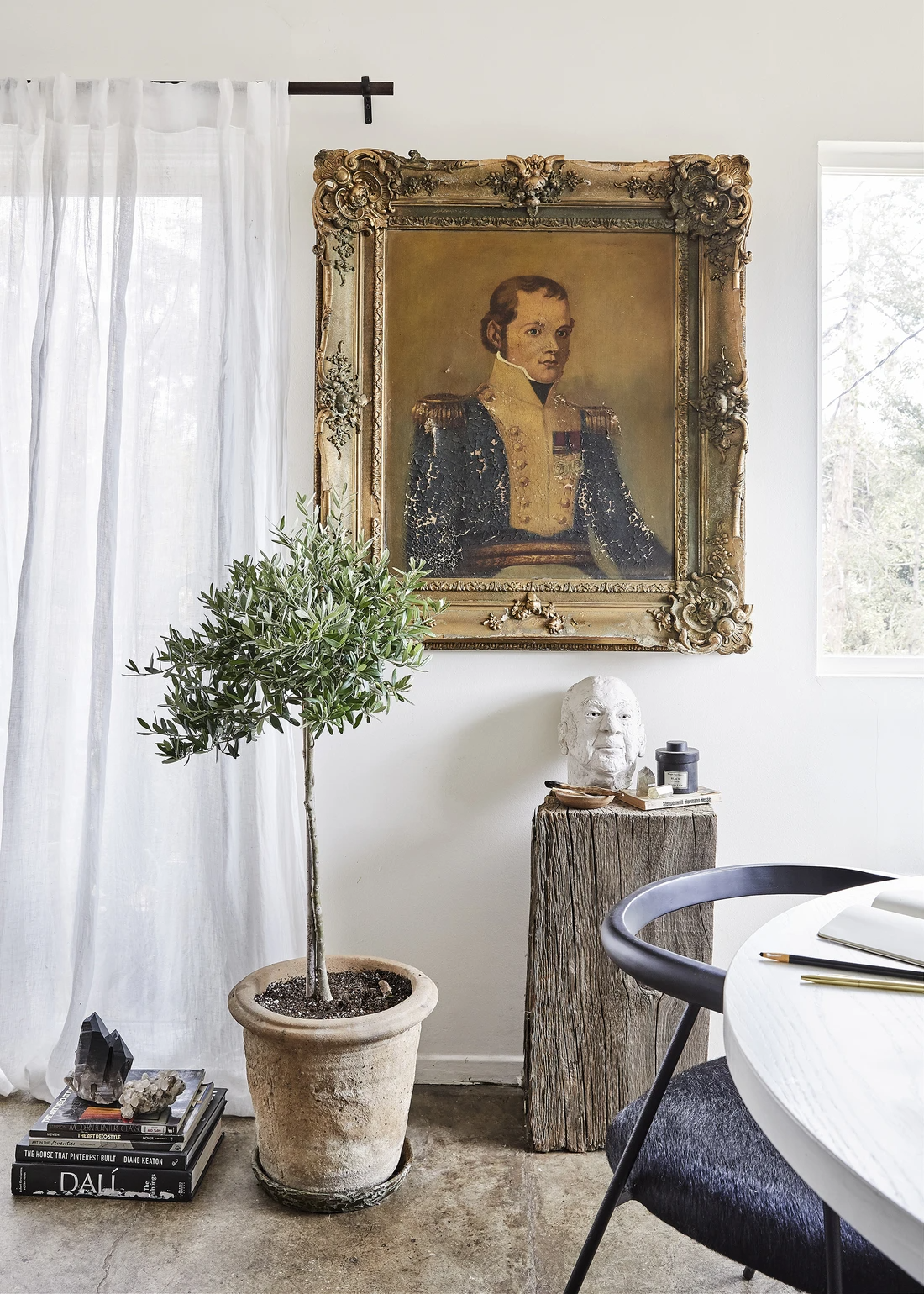 Black Olive Tree: What Is the Shady Lady Tree and How to Care for It ...