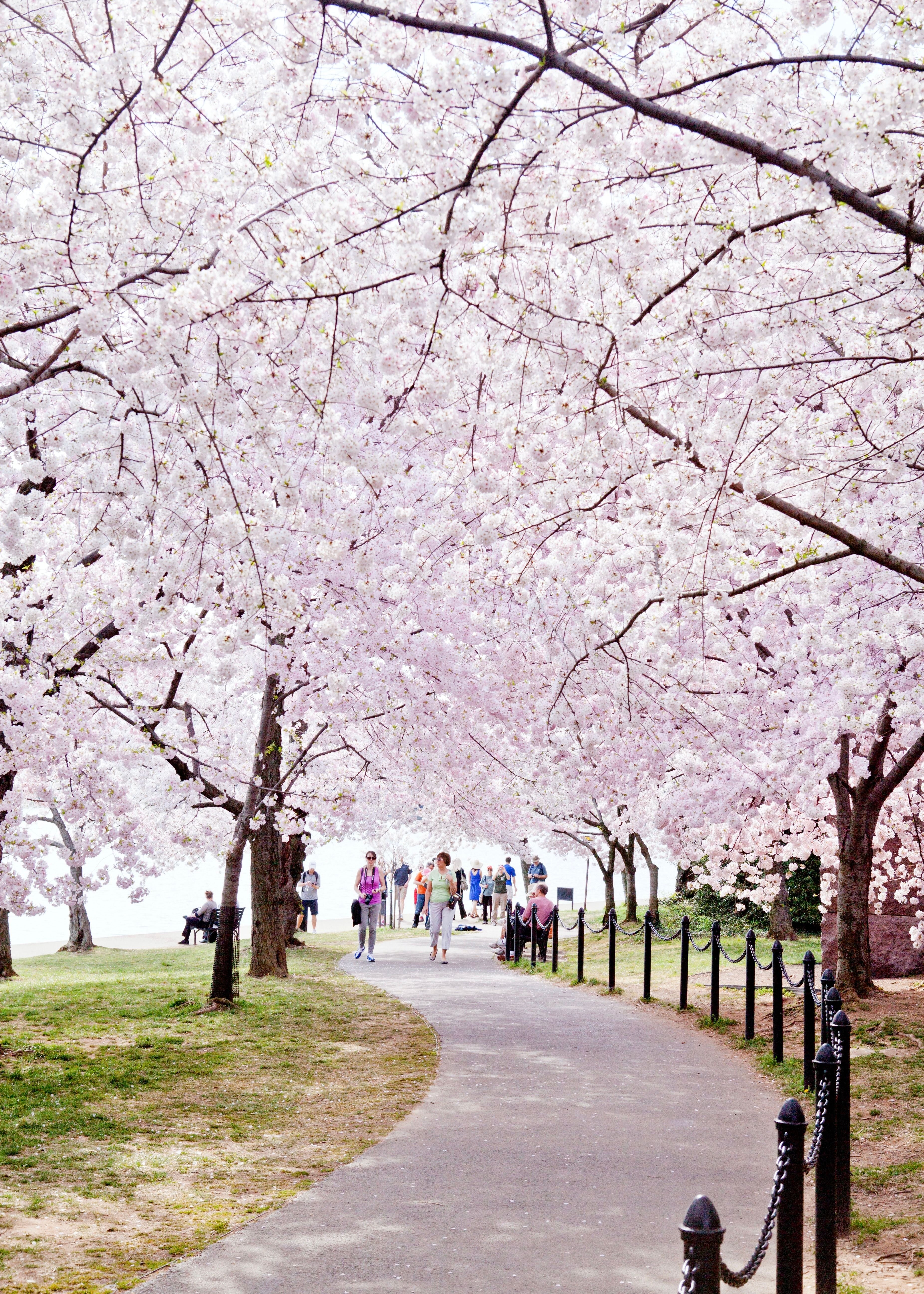 Where to See Iconic Spring Blooms in the States – Bed Threads