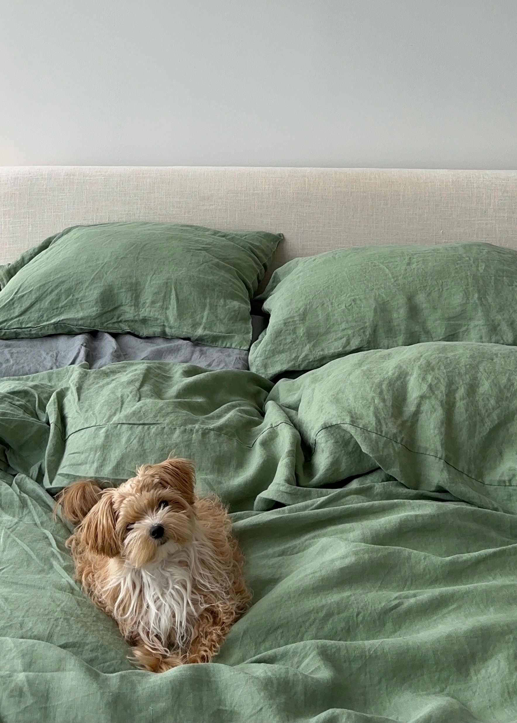 How to Make Your Pet’s Bed Less of an Eyesore – Bed Threads